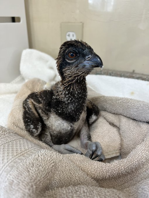 Death of baby osprey highlights danger of litter - Cape Coral Breeze